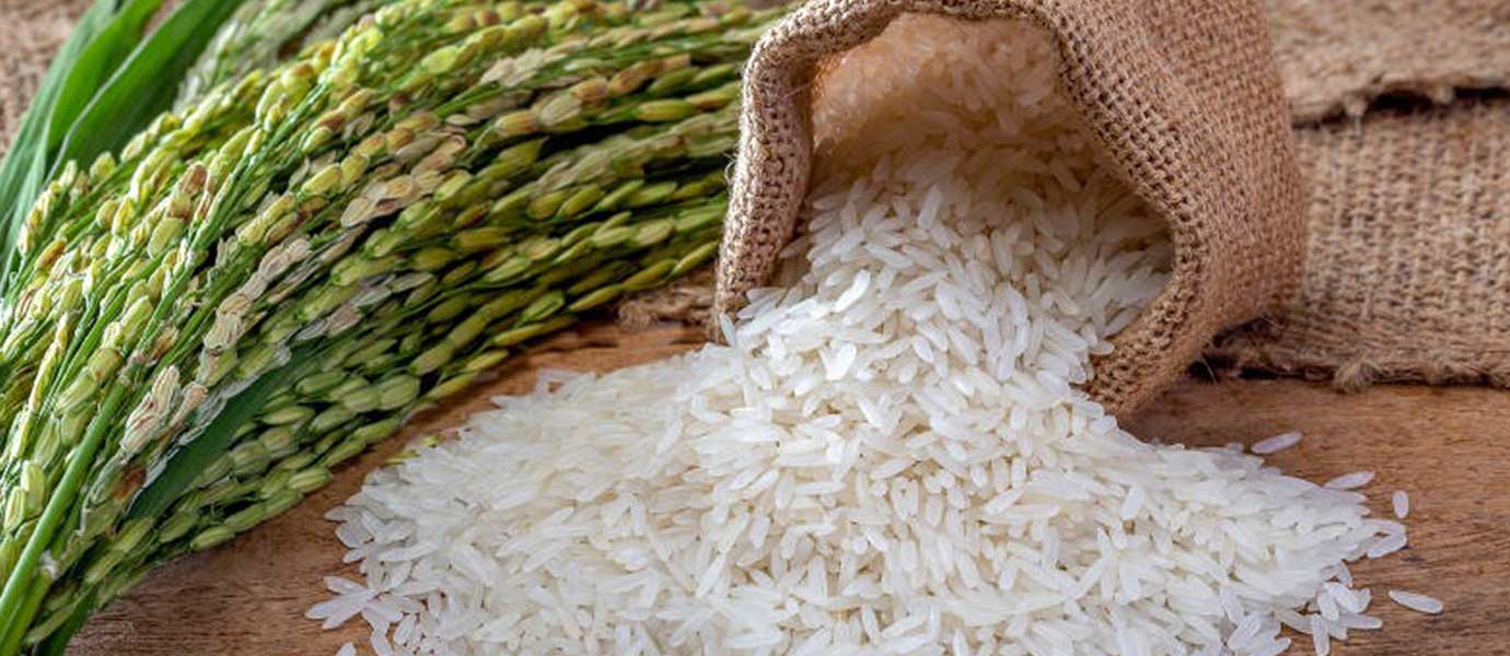 Basmati vs Non-Basmati Rice – What’s the Difference? – Expocean Exports